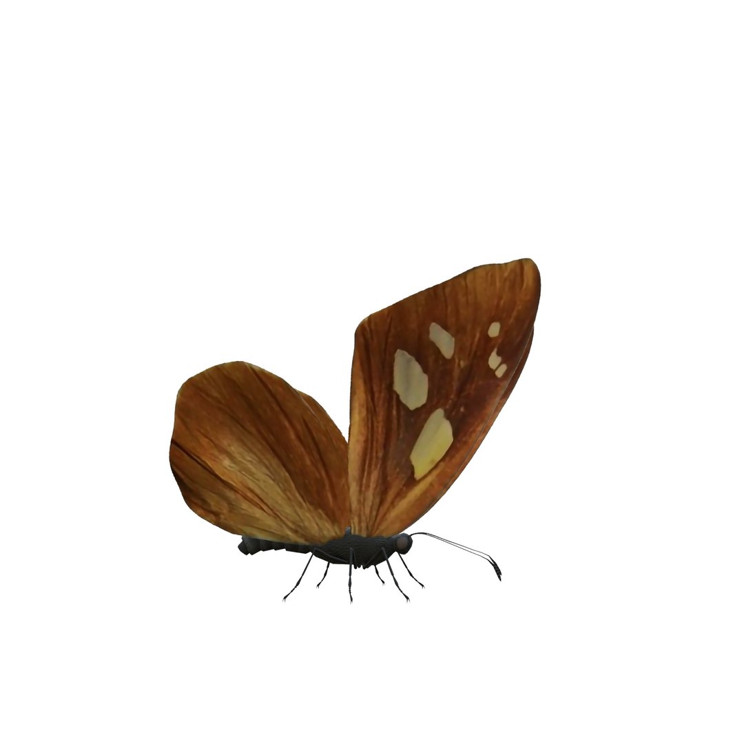 Butterfly Collection Pack 1-6 model - TurboSquid 2068507