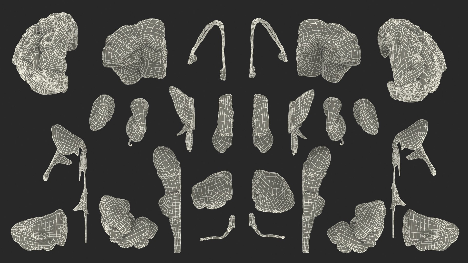 3D human brain anatomy model - TurboSquid 1467456