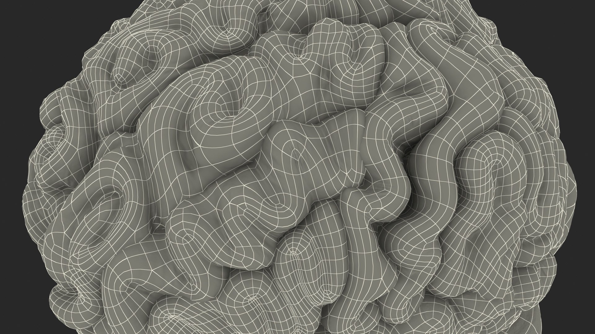 3D human brain anatomy model - TurboSquid 1467456