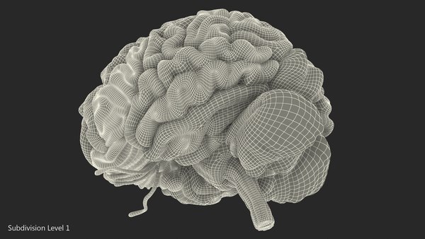 modelo 3d Anatomía completa del cerebro humano - TurboSquid 1467456