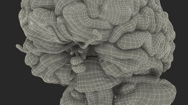 modelo 3d Anatomía completa del cerebro humano - TurboSquid 1467456