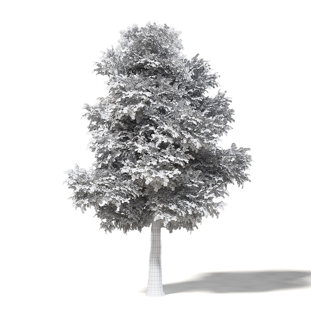 Field maple 12m 3D model - TurboSquid 1399326