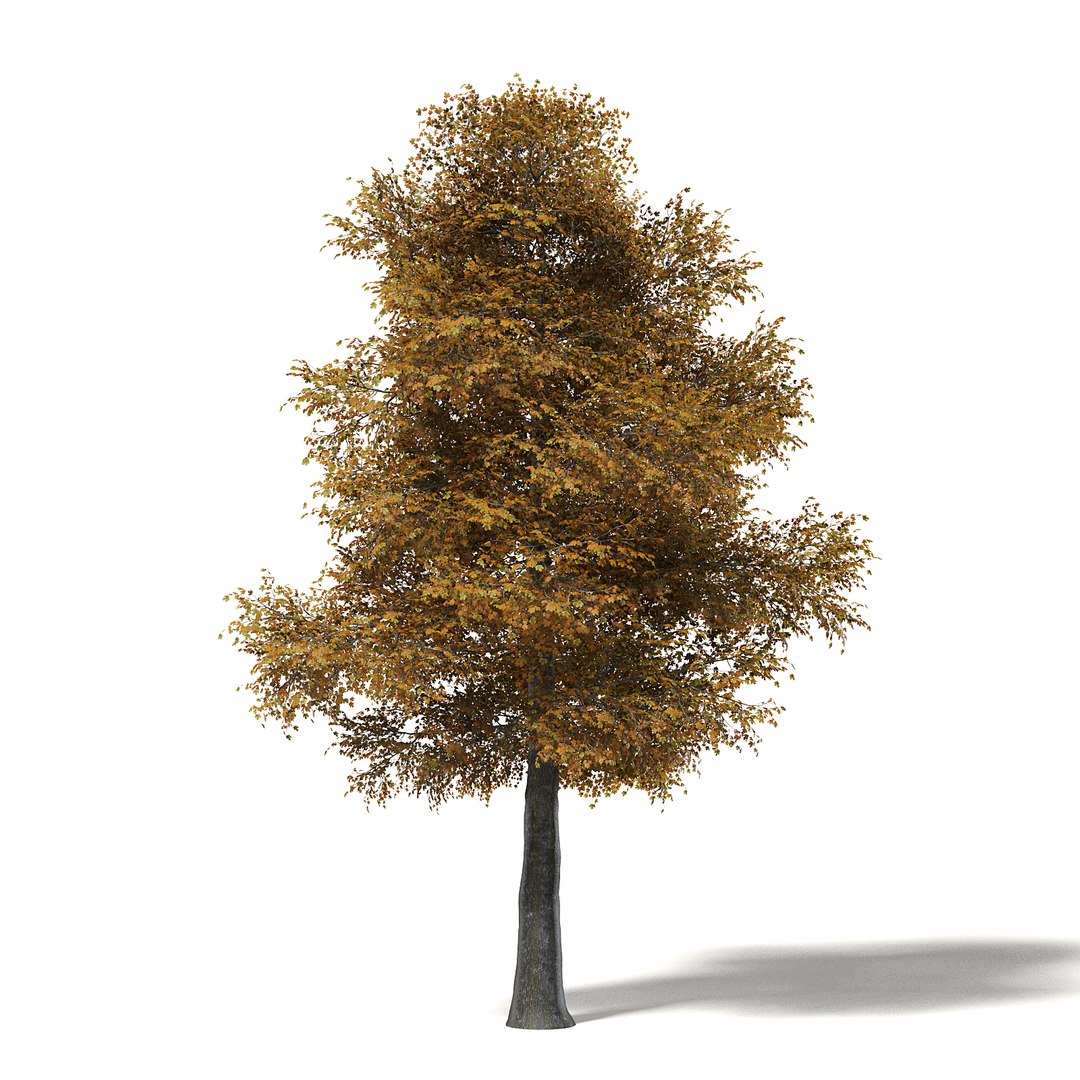 Field maple 12m 3D model - TurboSquid 1399326