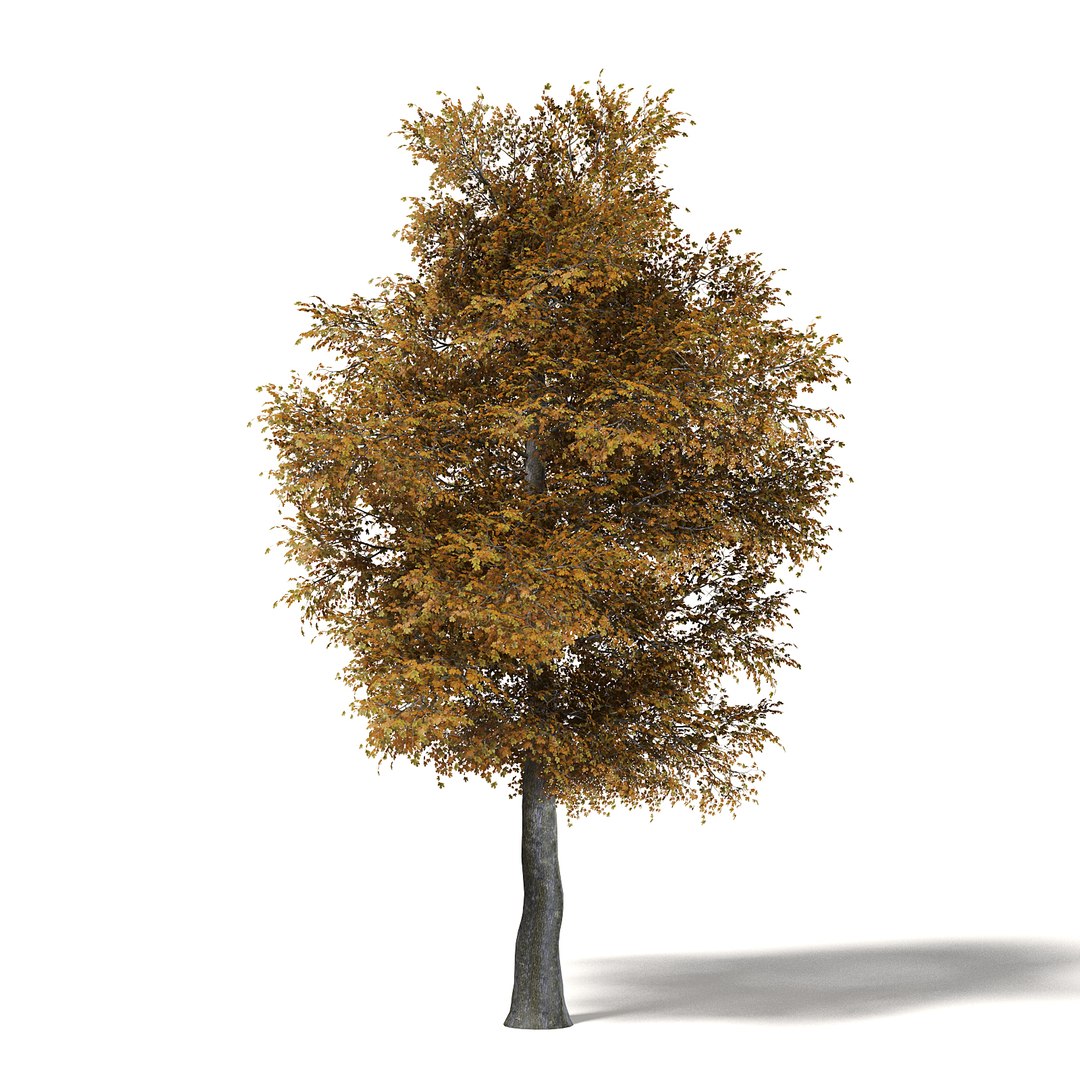 Field maple 12m 3D model - TurboSquid 1399326