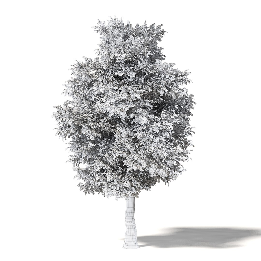 Field maple 12m 3D model - TurboSquid 1399326