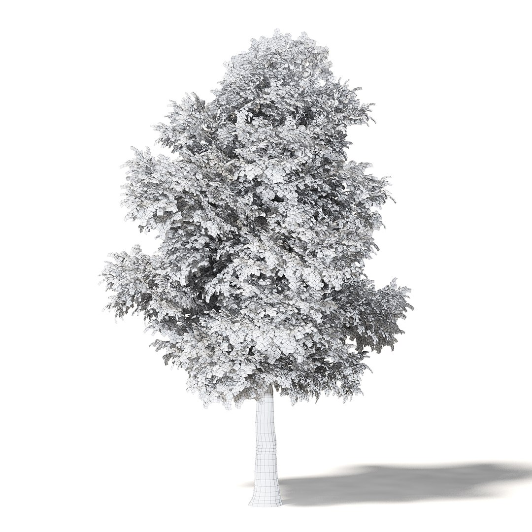 Field maple 12m 3D model - TurboSquid 1399326