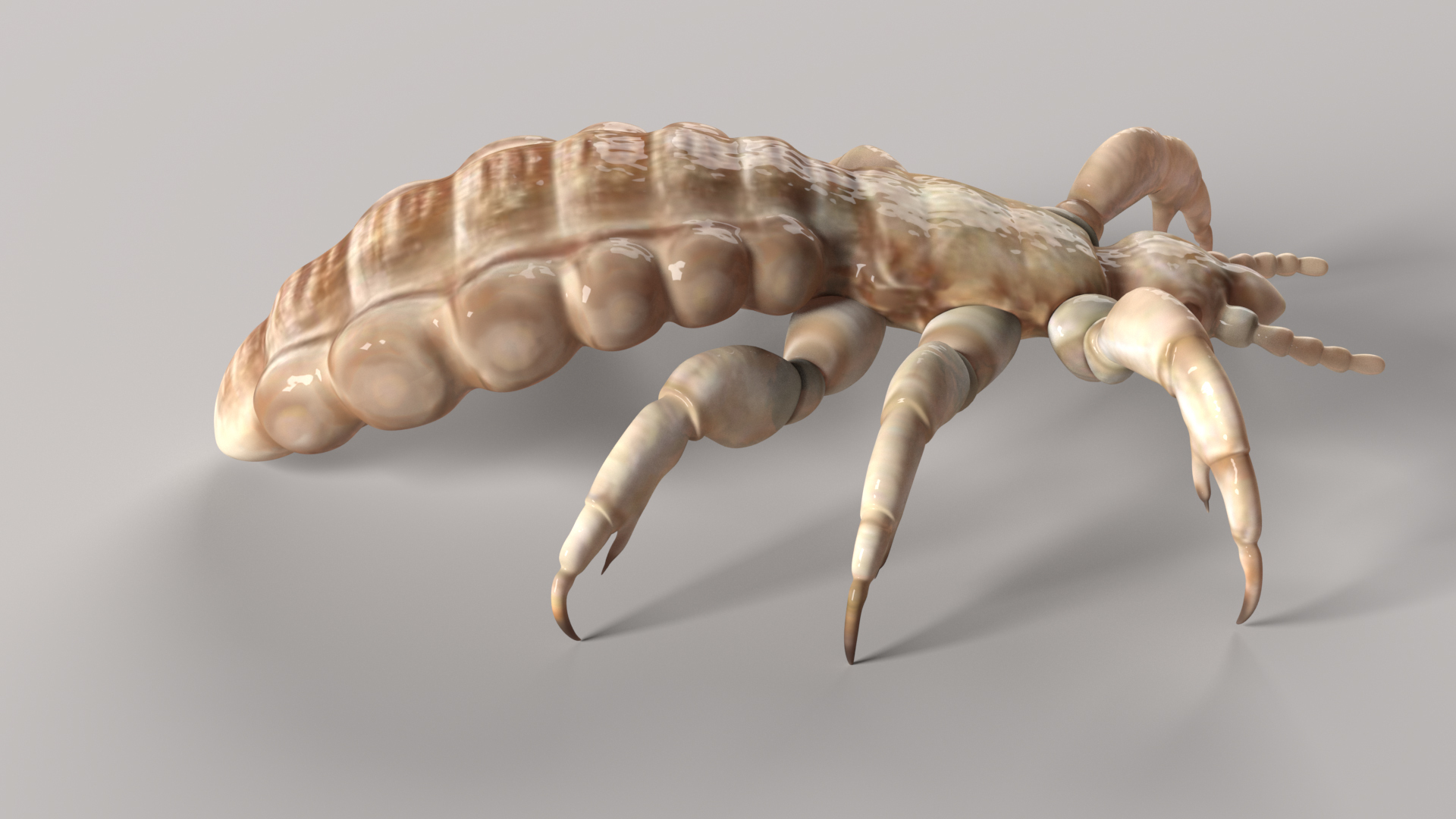 3d Model Rigged Louse