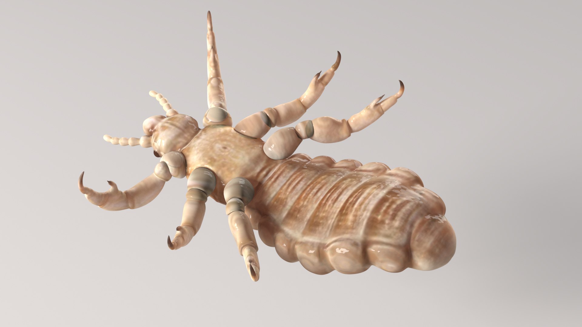 3d Model Rigged Louse