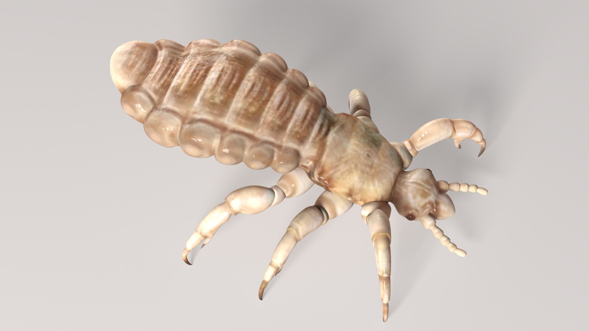 3d Model Rigged Louse