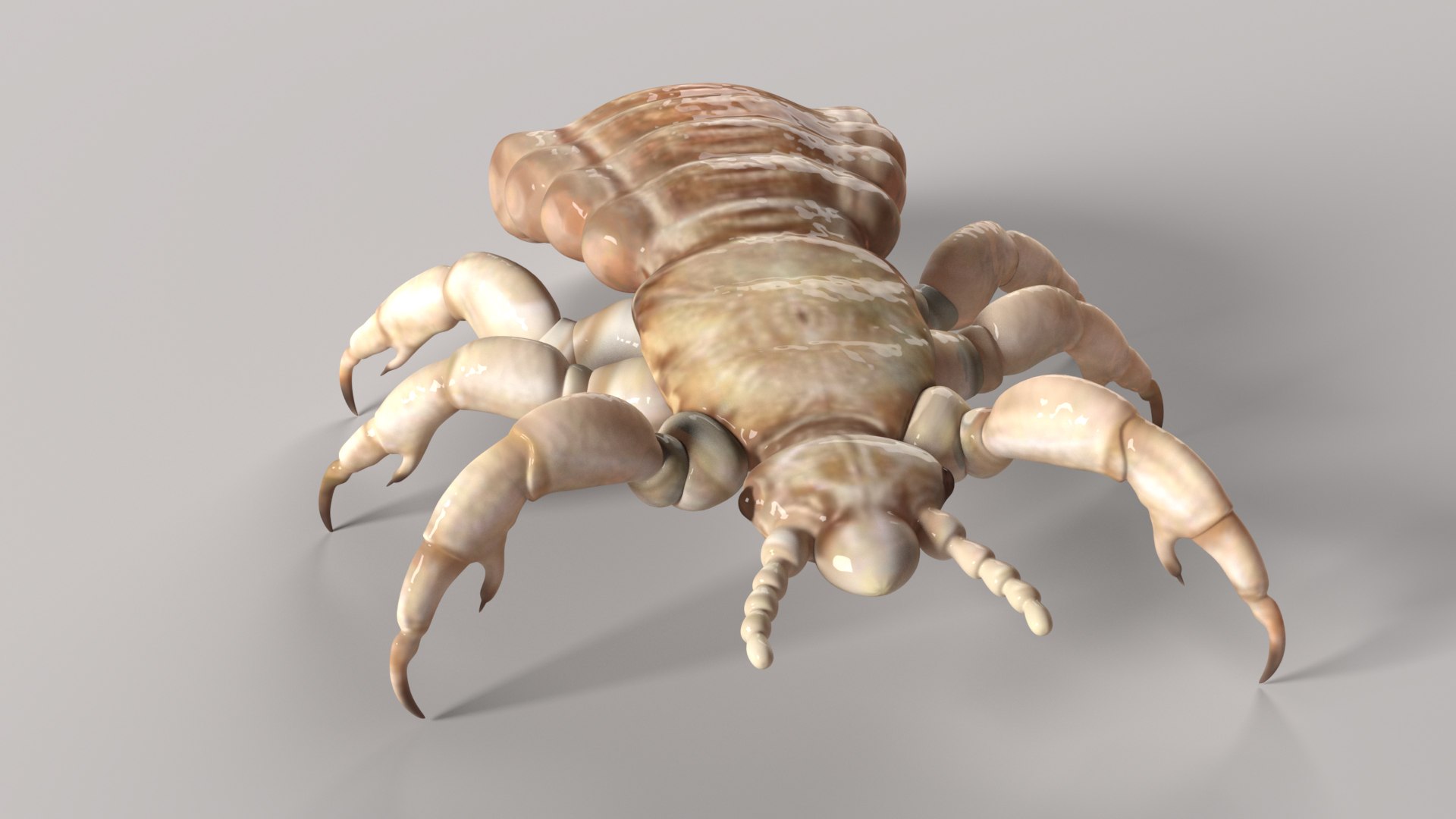 3d Model Rigged Louse