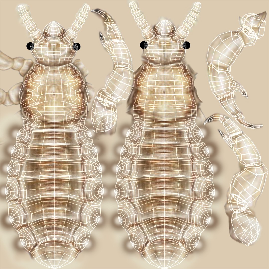 3d Model Rigged Louse