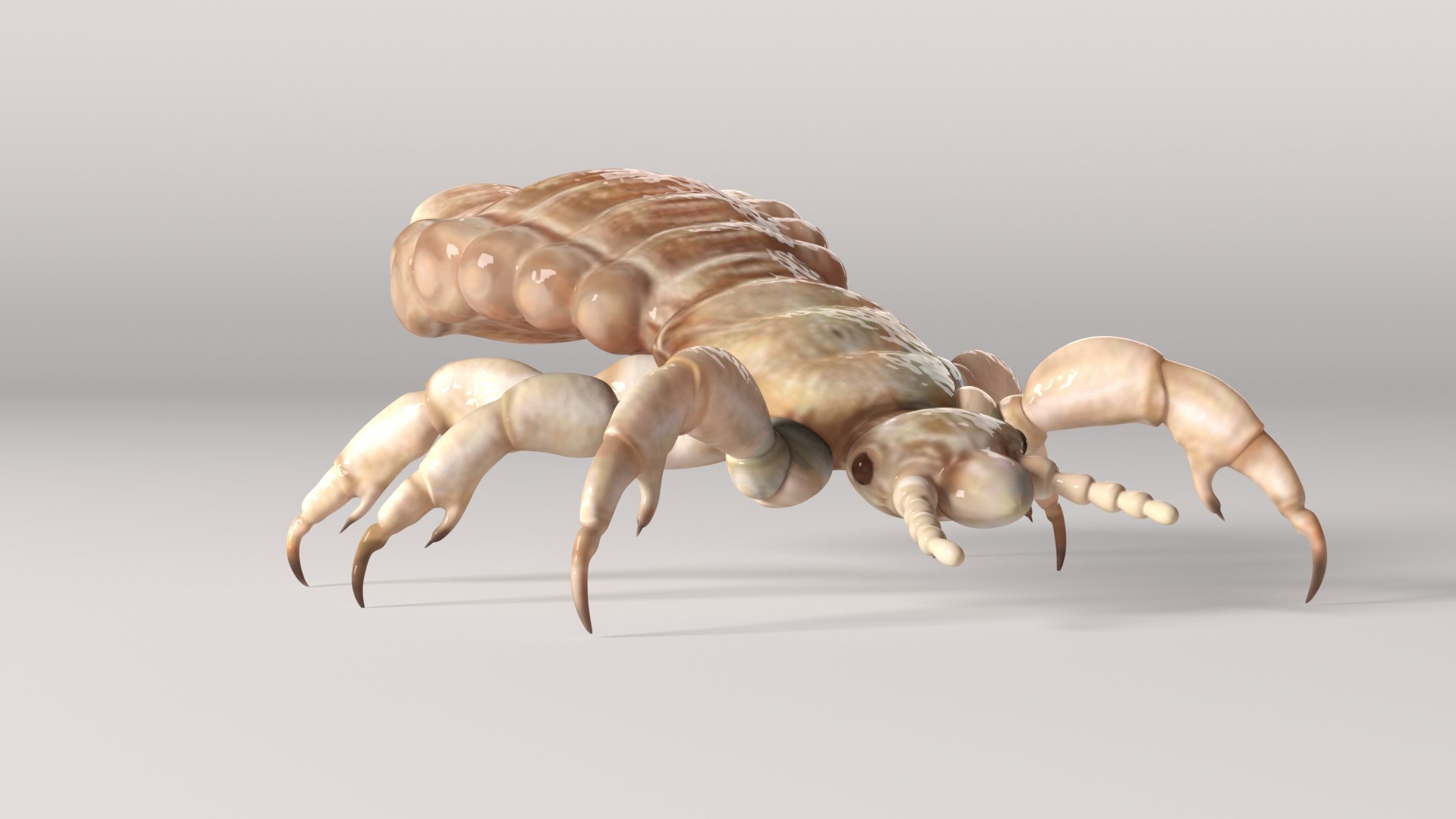 3d Model Rigged Louse