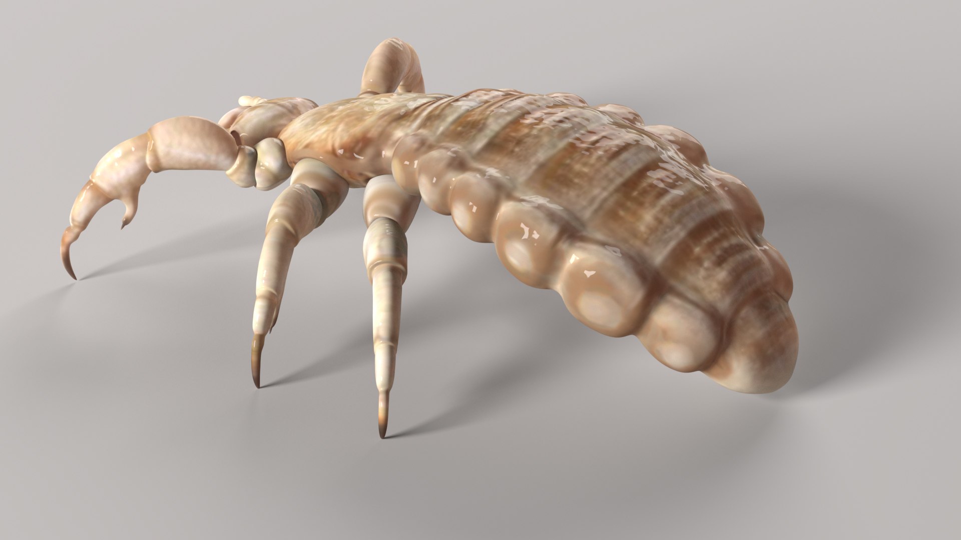 3d Model Rigged Louse