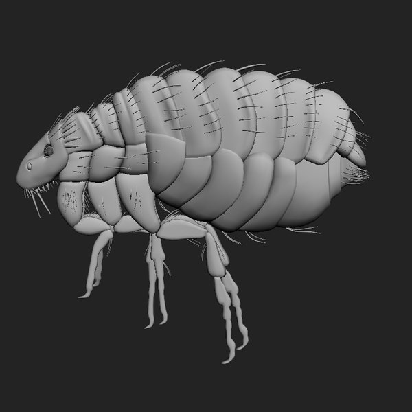 Flea 3D Models for Download | TurboSquid