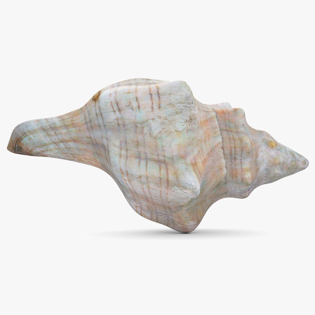 3d Conch Underwater Scanning
