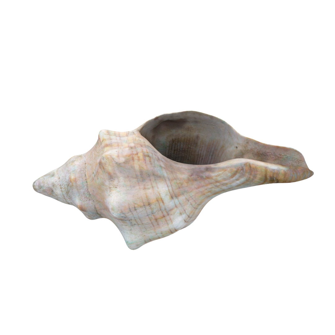 3d Conch Underwater Scanning