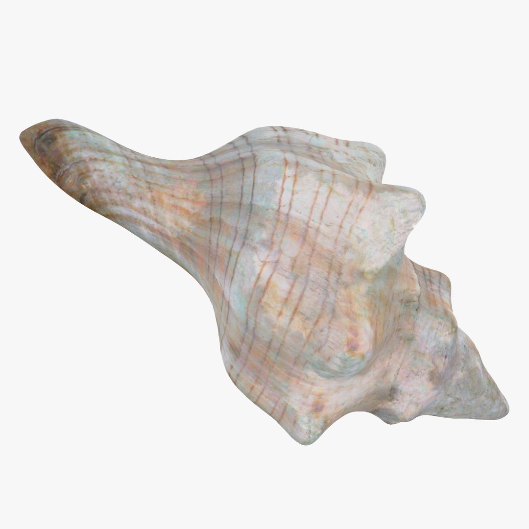 3d Conch Underwater Scanning