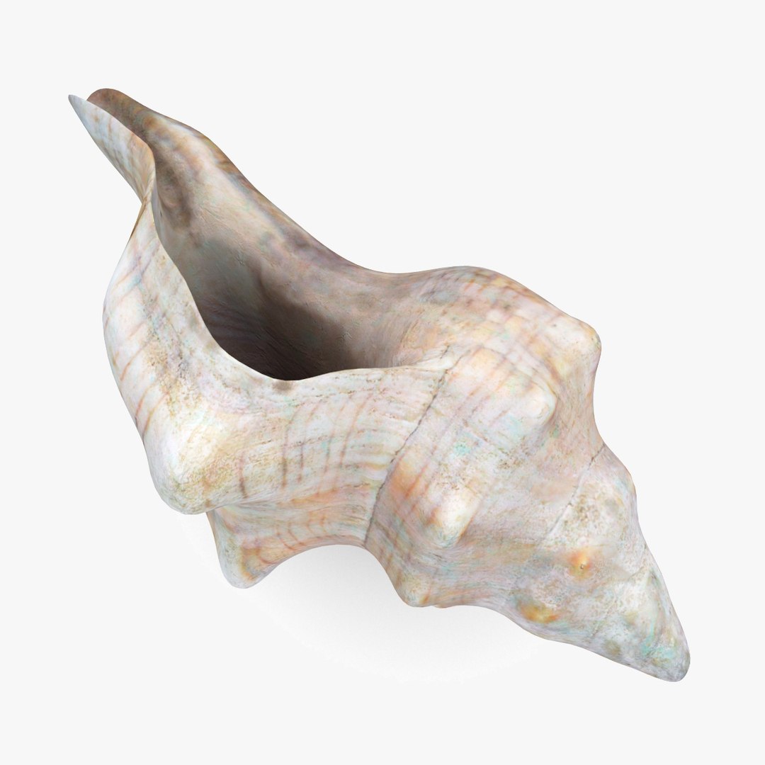 3d Conch Underwater Scanning