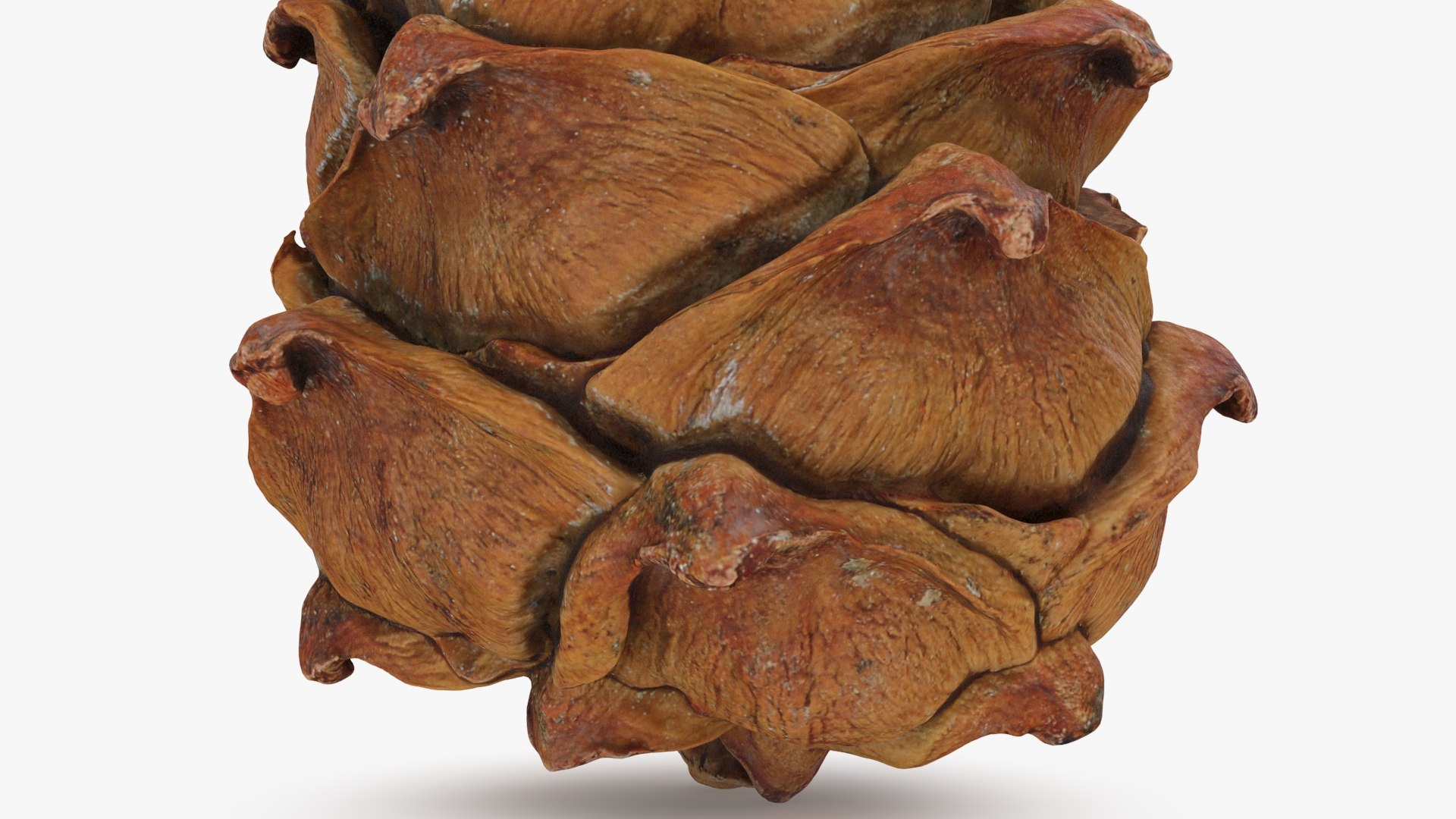 Pine Nut Taiga 02 3D Model - TurboSquid 2289746