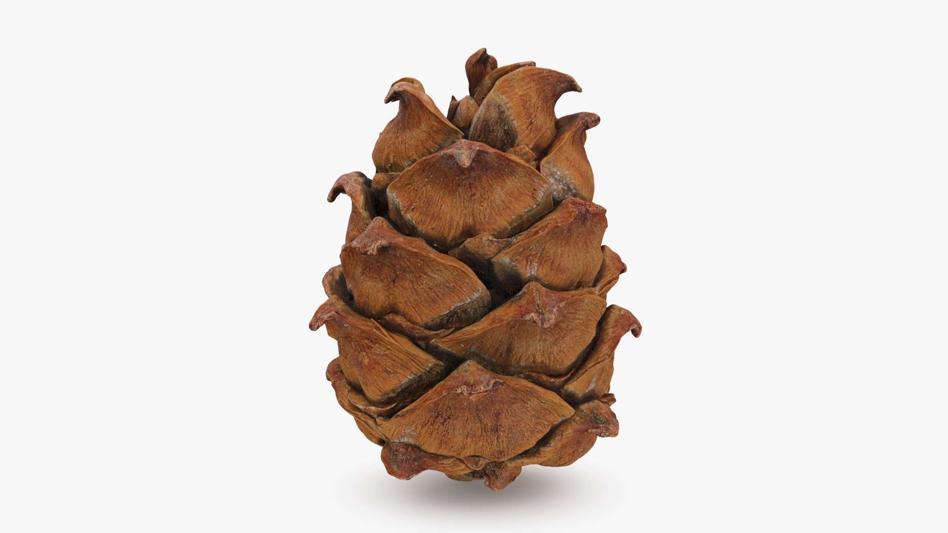 Pine Nut Taiga 02 3D Model - TurboSquid 2289746