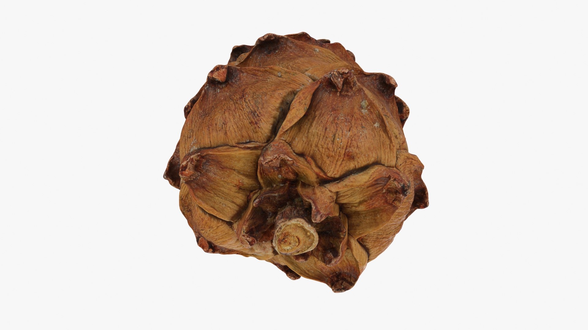 Pine Nut Taiga 02 3D Model - TurboSquid 2289746