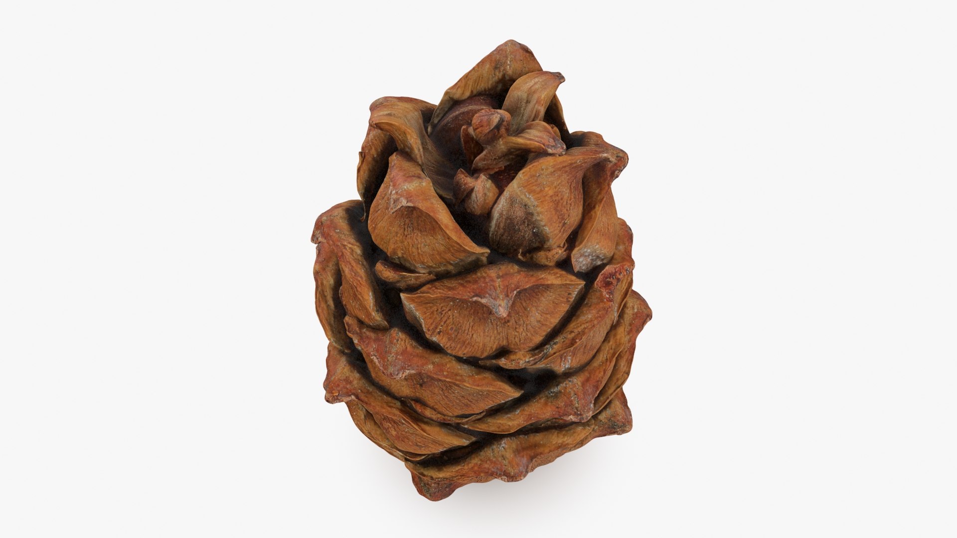 Pine Nut Taiga 02 3D Model - TurboSquid 2289746