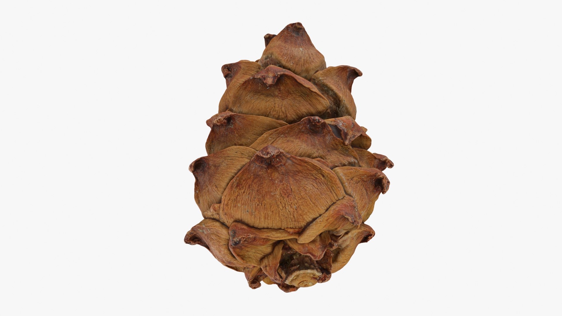 Pine Nut Taiga 02 3D Model - TurboSquid 2289746