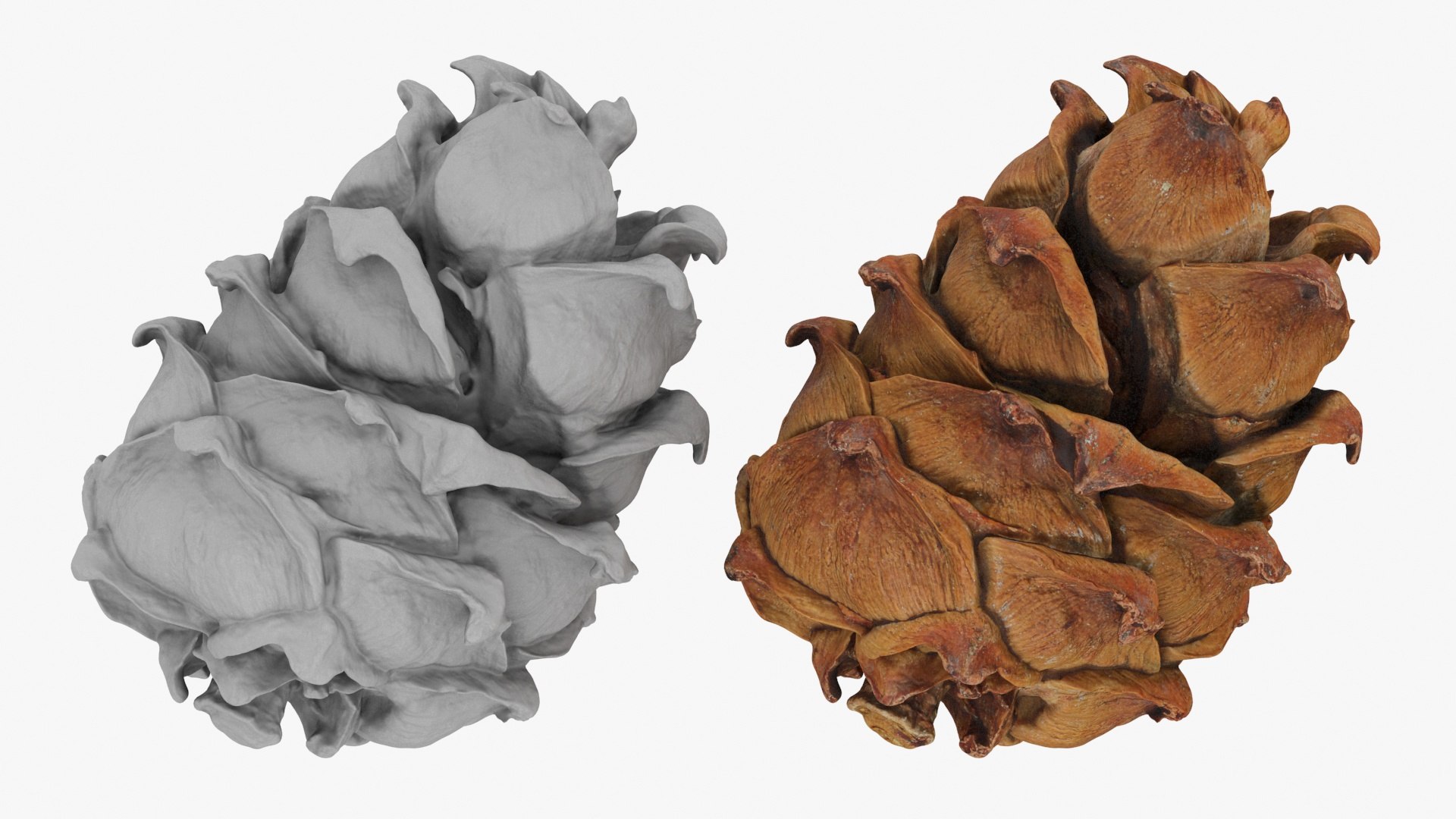 Pine Nut Taiga 02 3D Model - TurboSquid 2289746