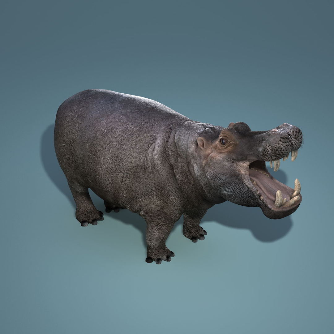 photorealistic hippopotamus rigged ma