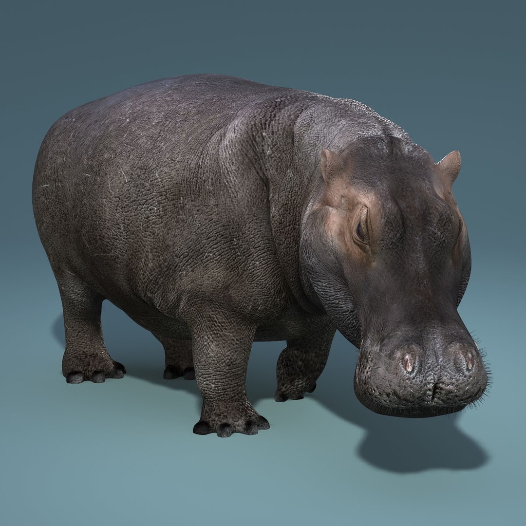 photorealistic hippopotamus rigged ma