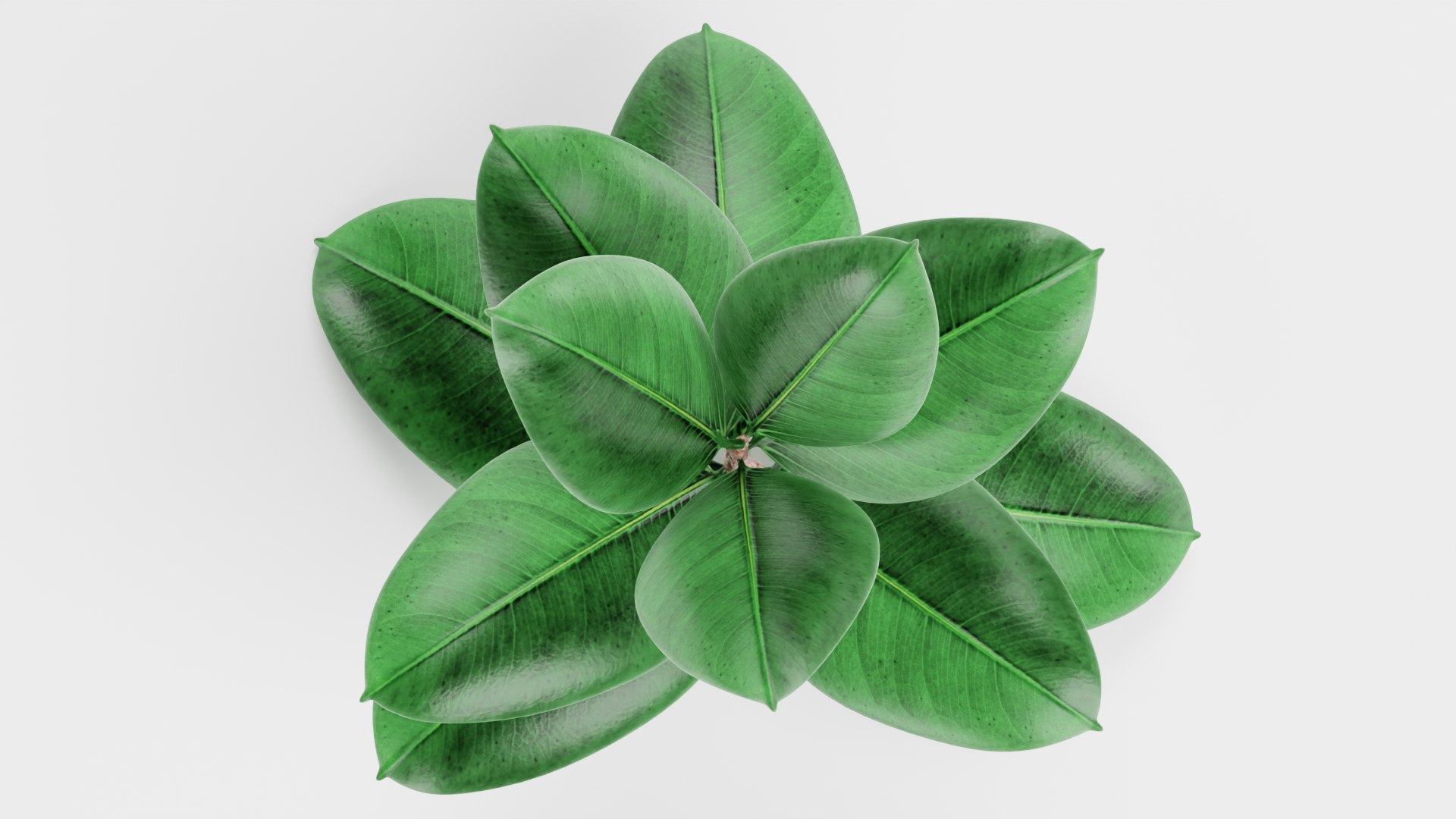 3D Rubber Tree - TurboSquid 1893995