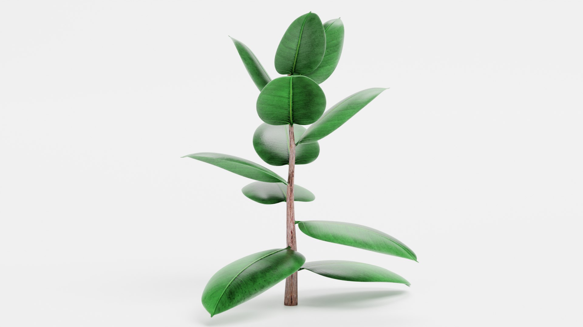 3D Rubber Tree - TurboSquid 1893995