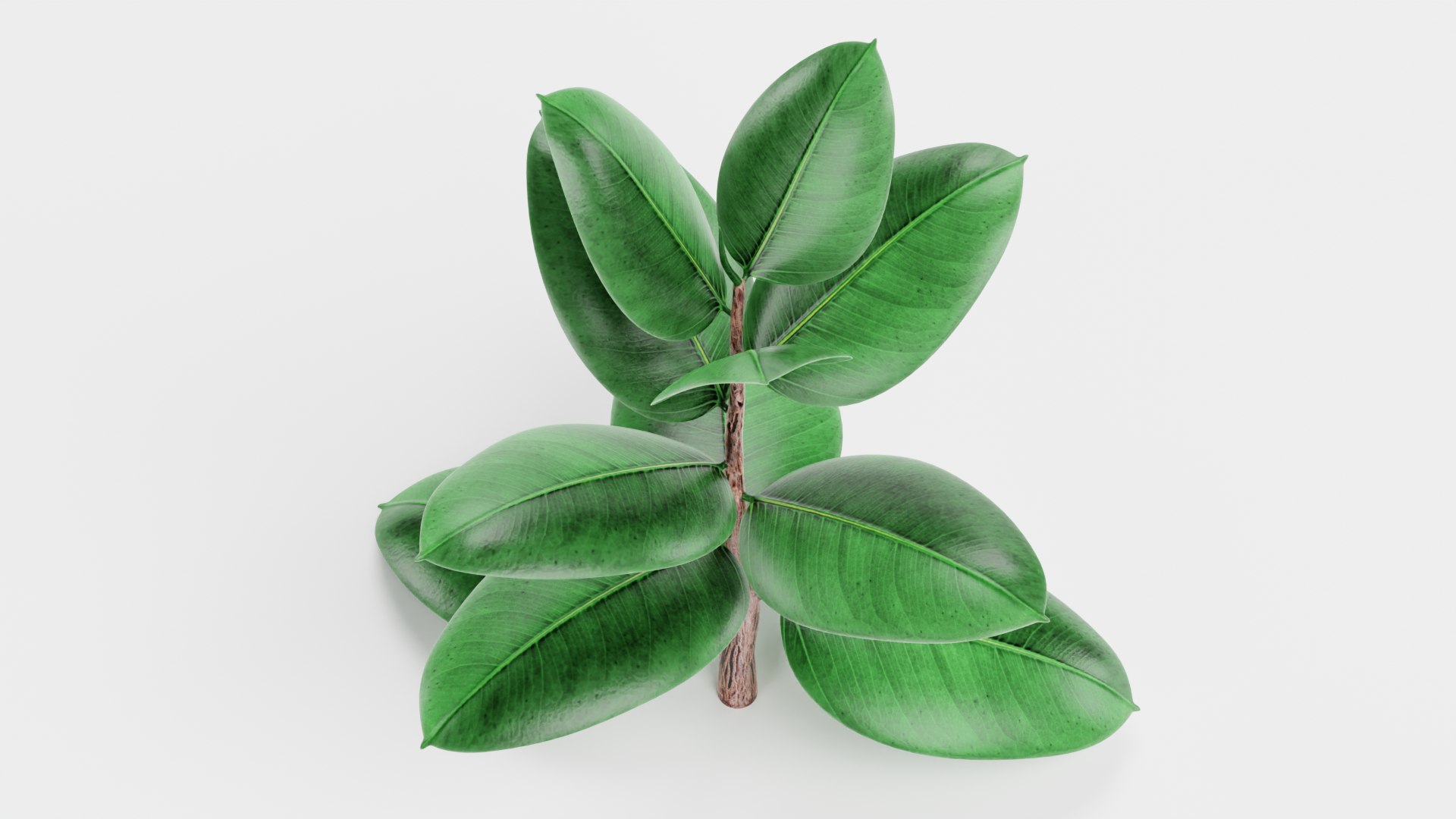 3D Rubber Tree - TurboSquid 1893995