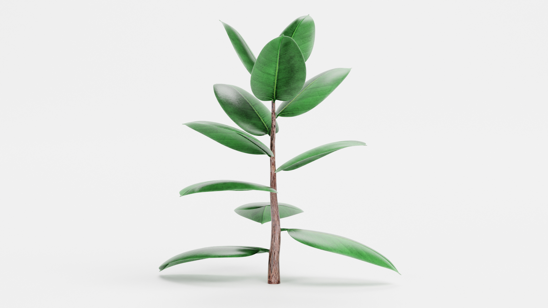 3D Rubber Tree - TurboSquid 1893995