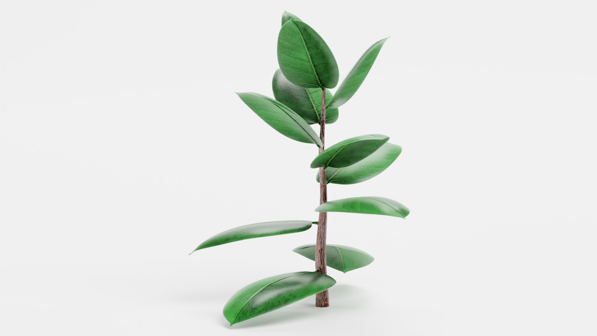 3D Rubber Tree - TurboSquid 1893995