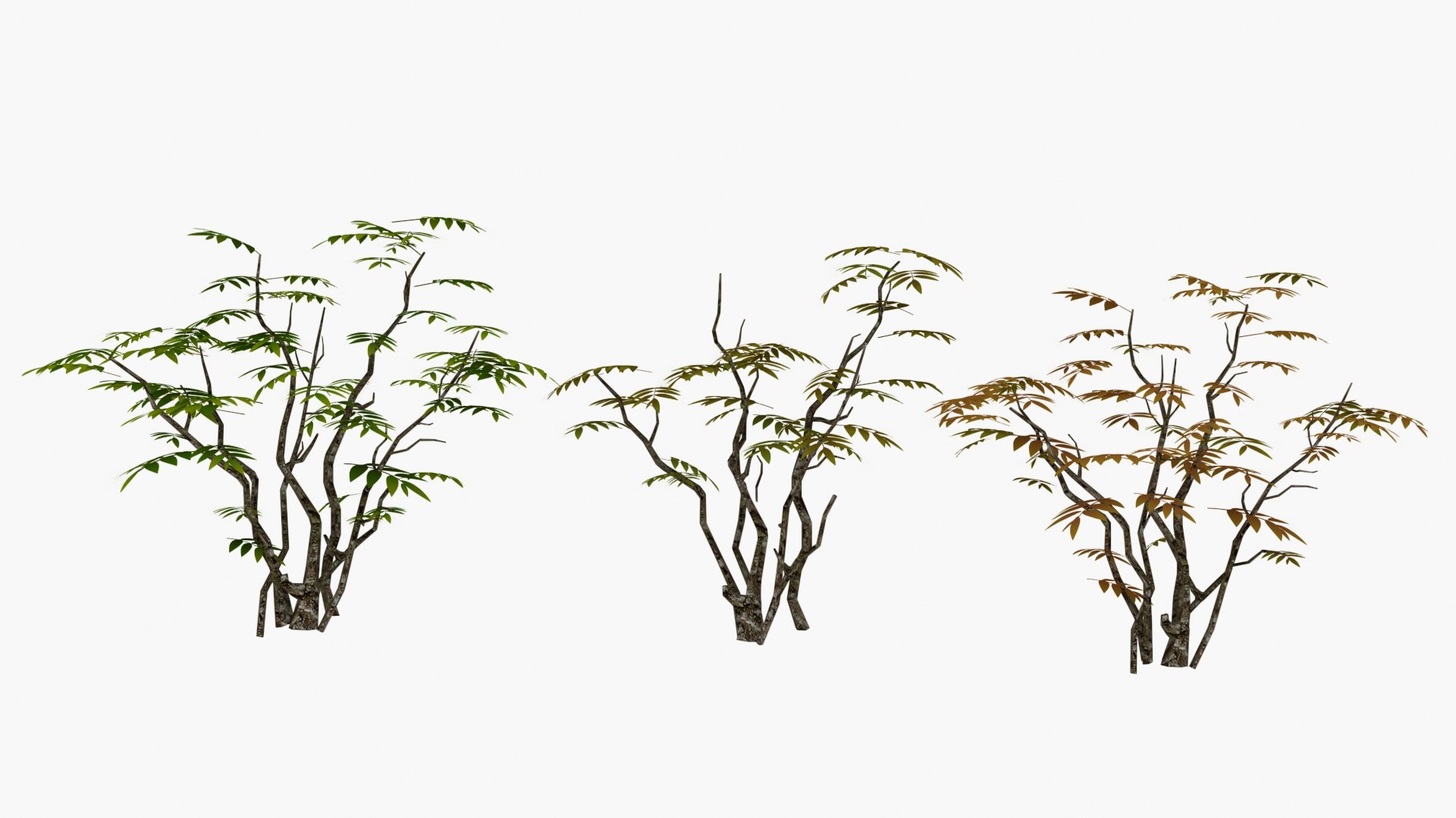 modelo 3d Tree Branches in Summer and Fall Season gratis - TurboSquid ...