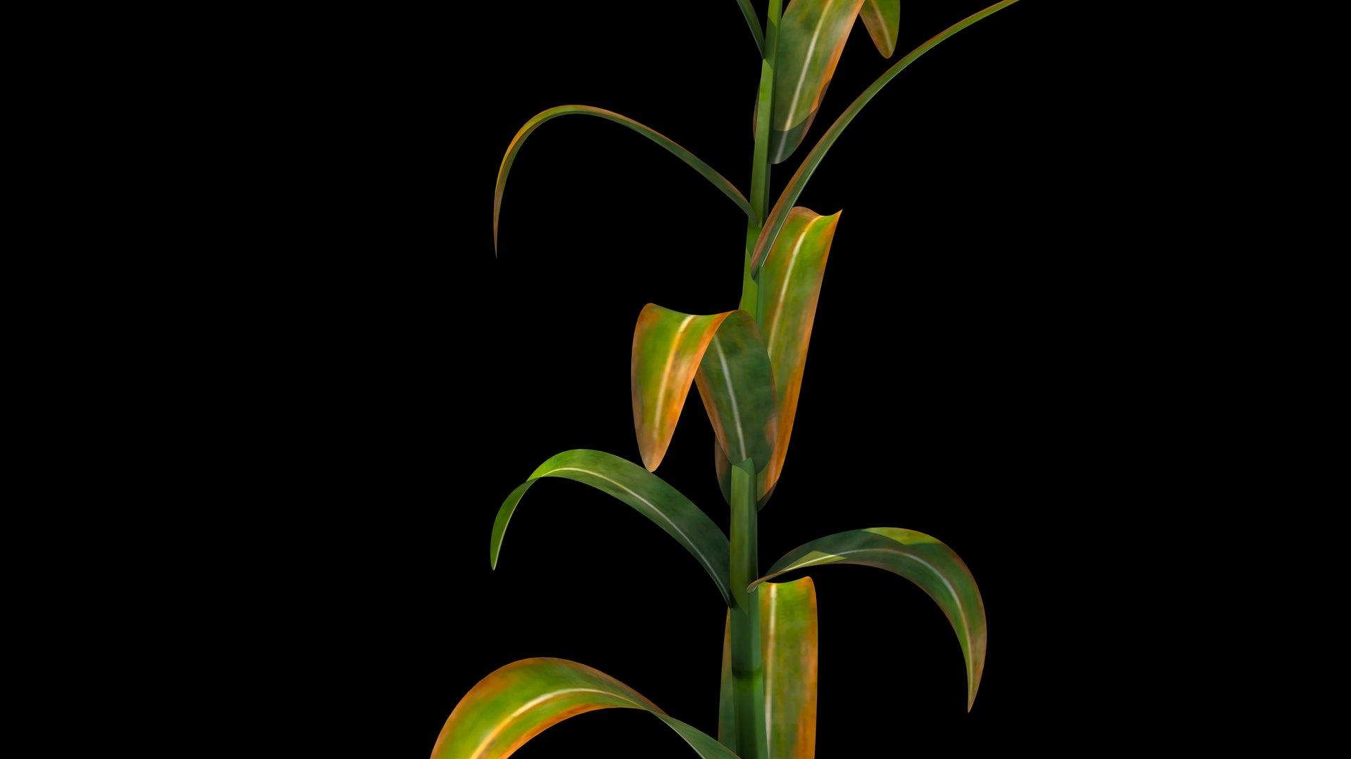 3D Model Corn Stalk Maze Plant - TurboSquid 2207093