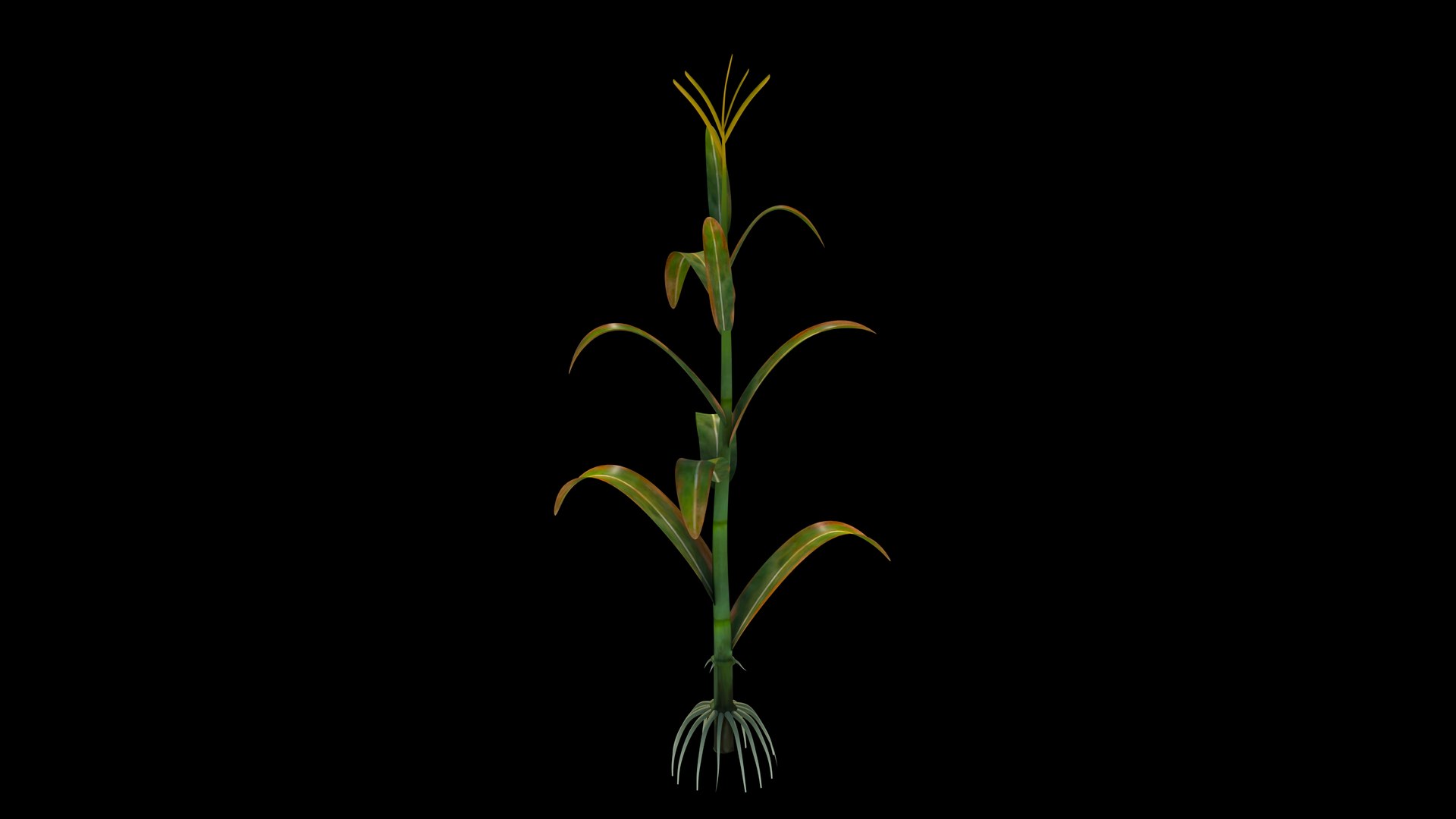 3D Model Corn Stalk Maze Plant - TurboSquid 2207093