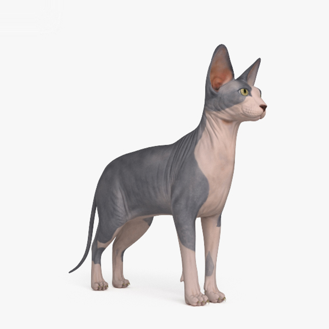 3D model sphynx cat - TurboSquid 1478238
