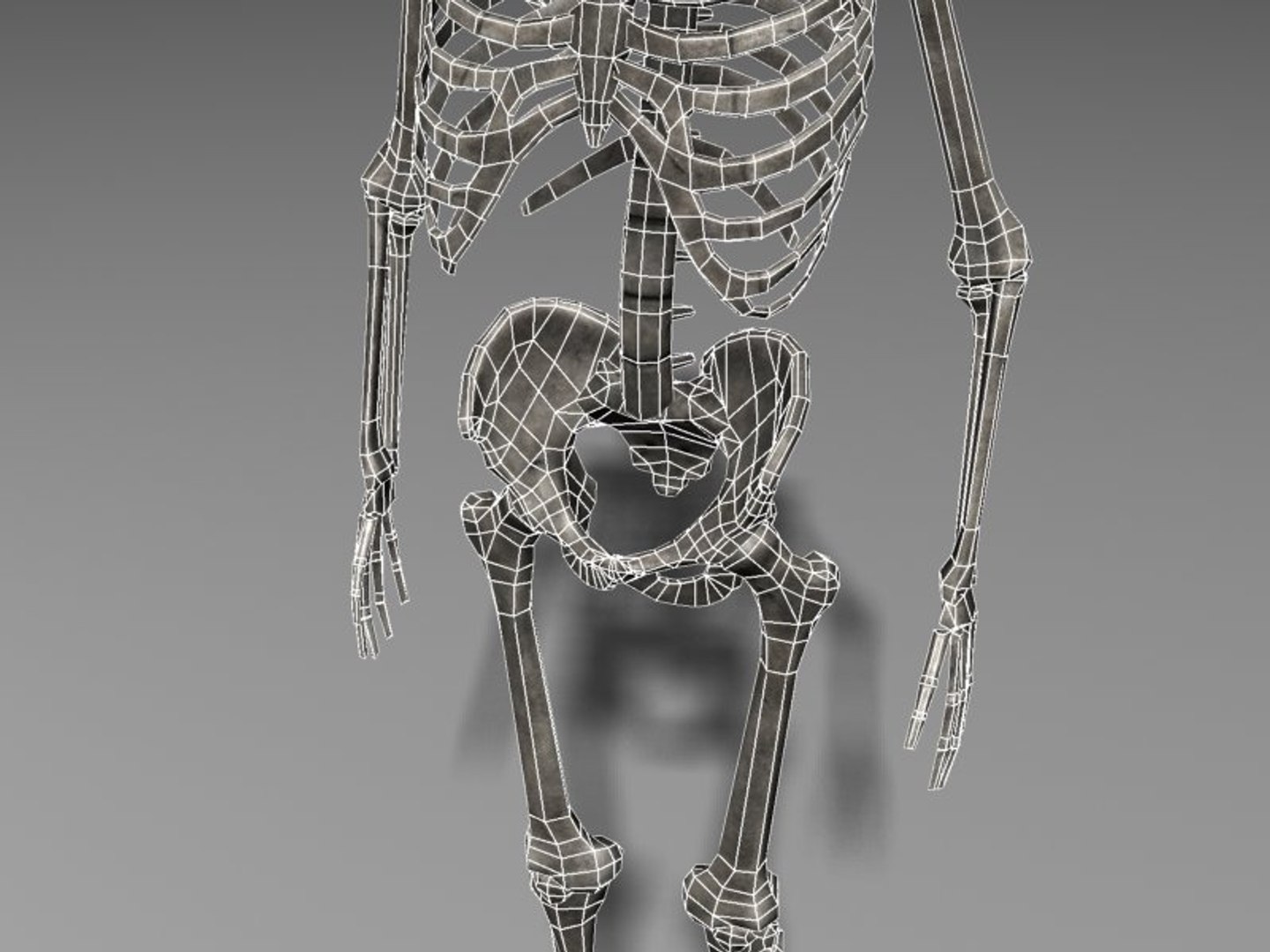 Human Skeleton 3d Model