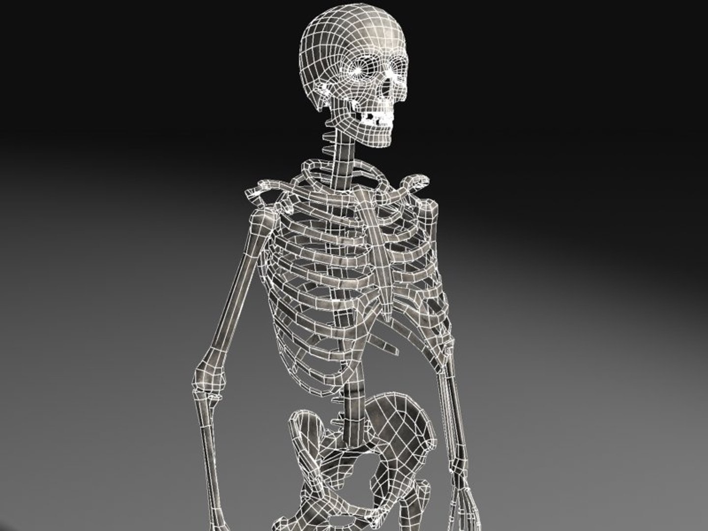 Human Skeleton 3d Model