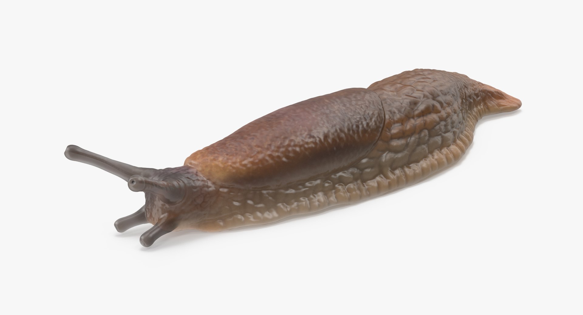 slug 01 3d model