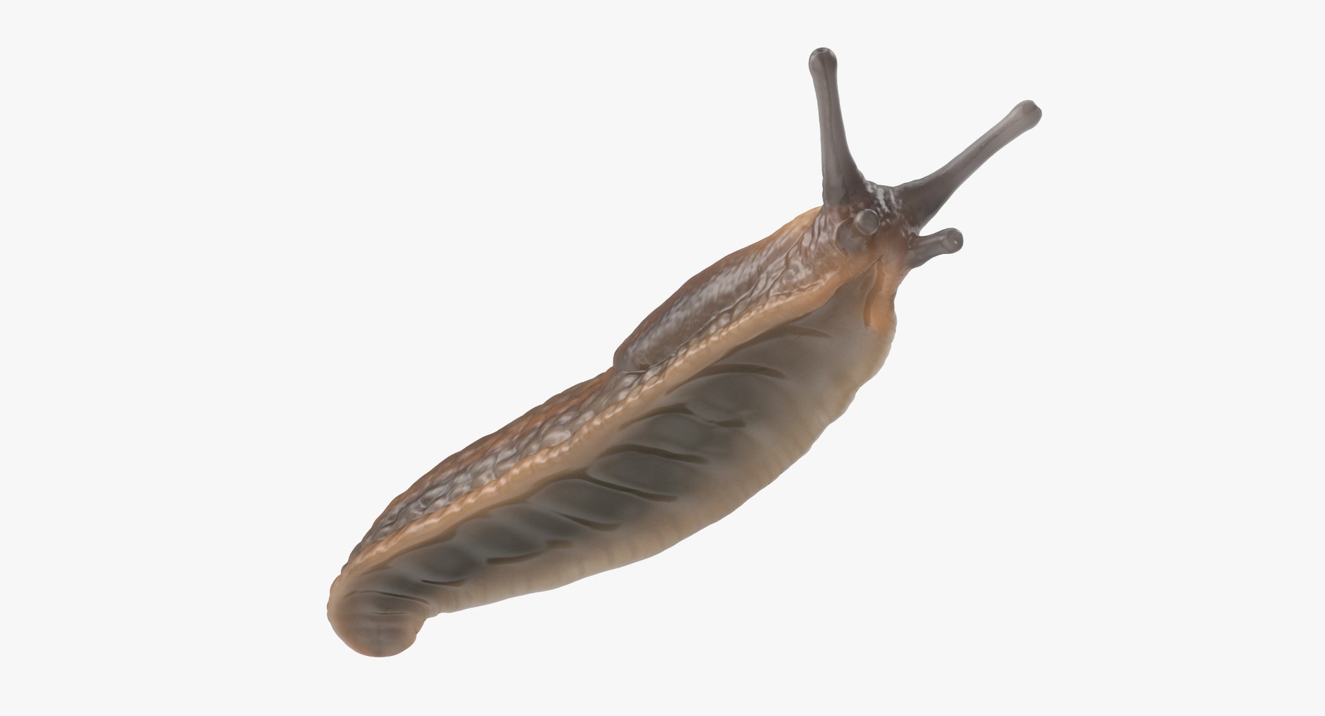 slug 01 3d model