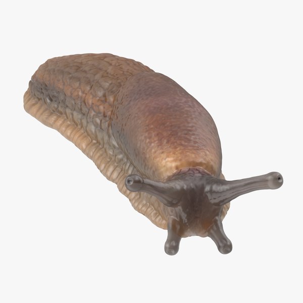 Slug 3D Models for Download | TurboSquid