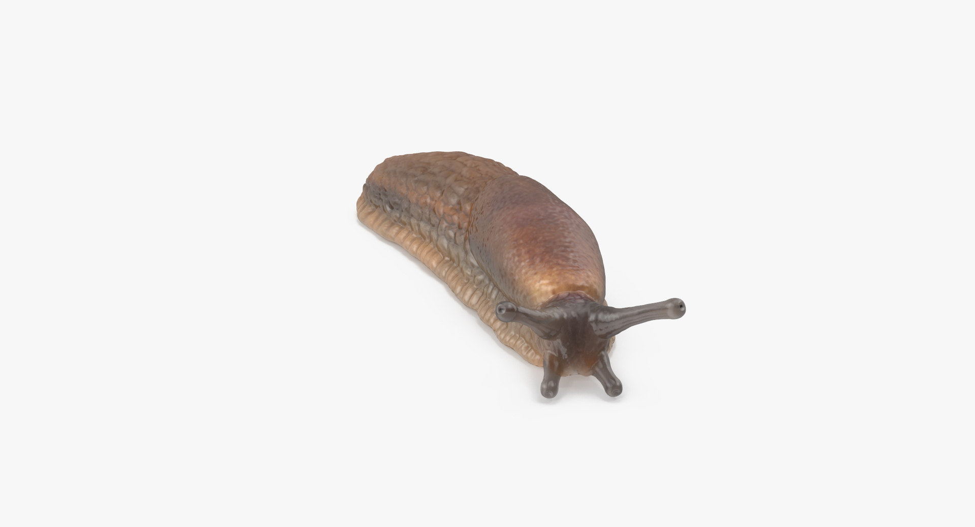 slug 01 3d model