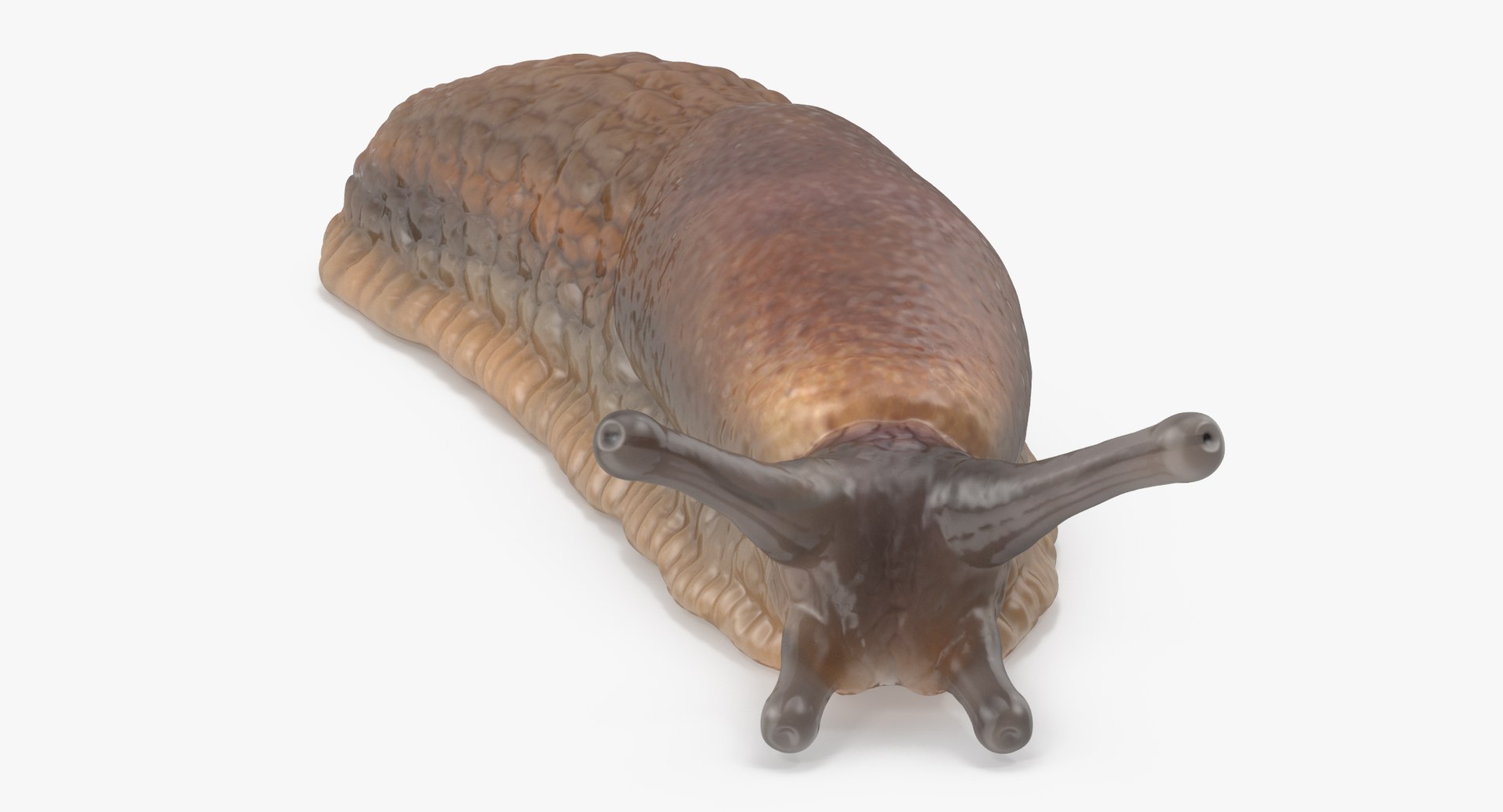 slug 01 3d model