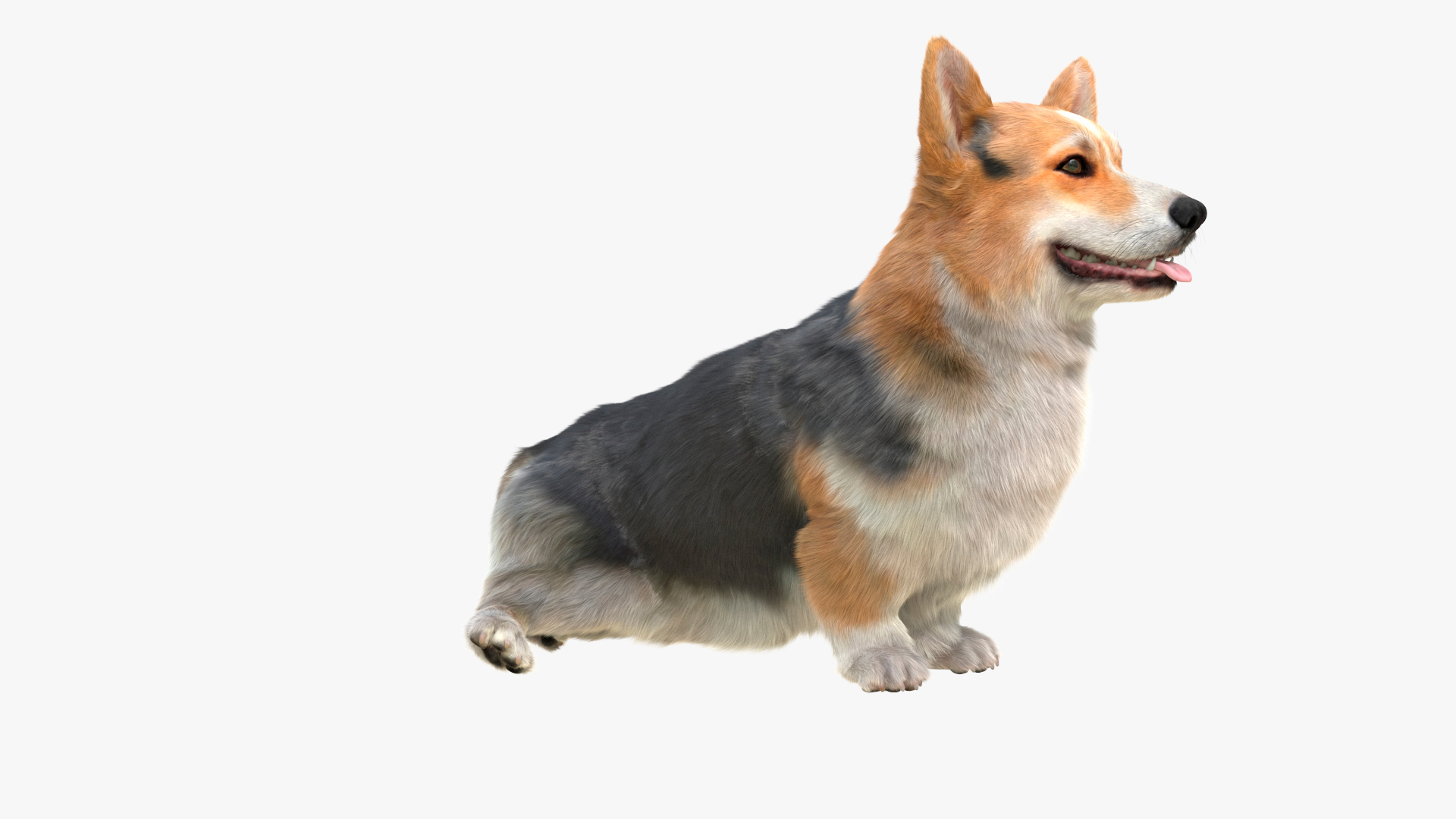 Tricolor Welsh Corgi Pembroke Sitting Pose Fur For Maya Model ...