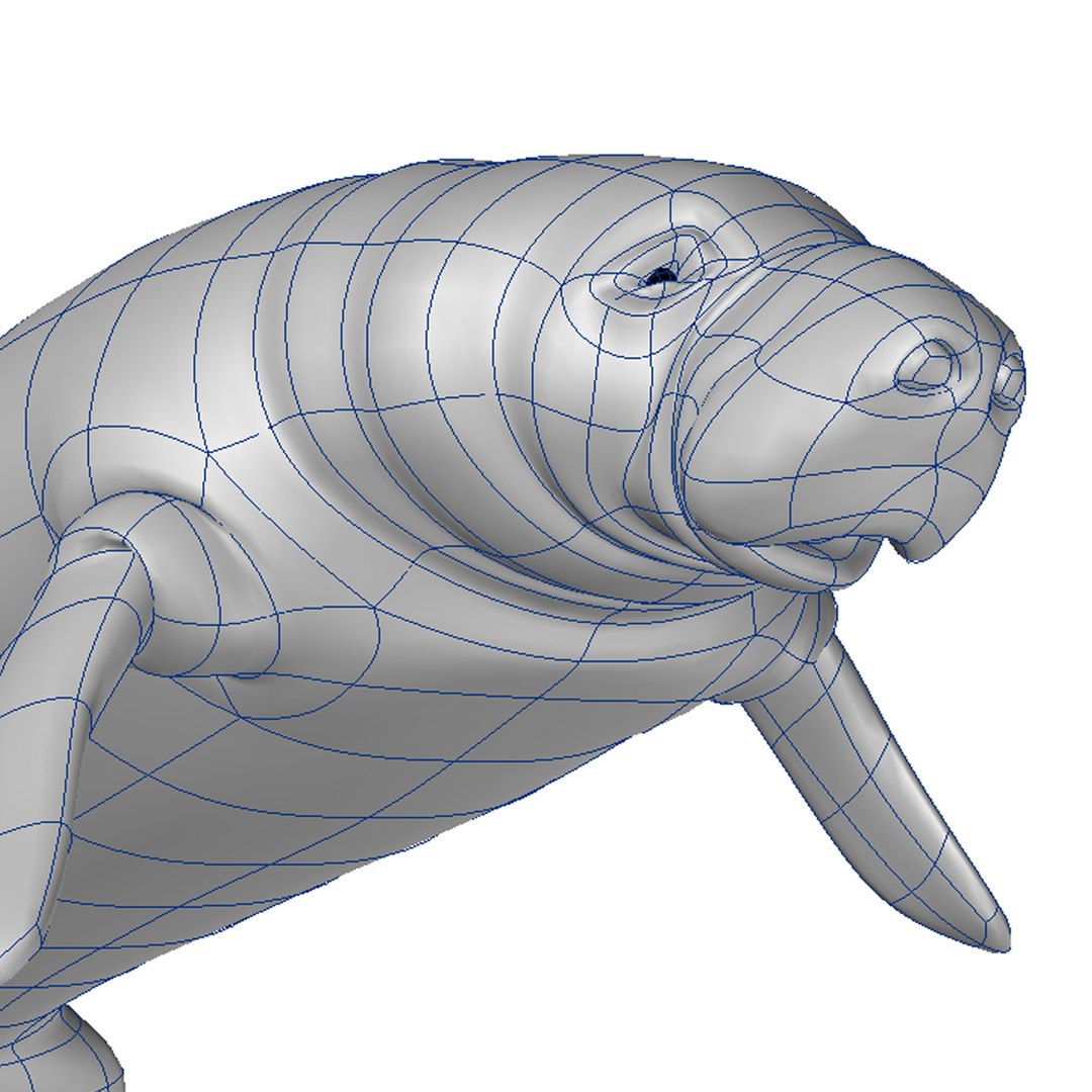 Manatee Stellar Sea 3d Dxf