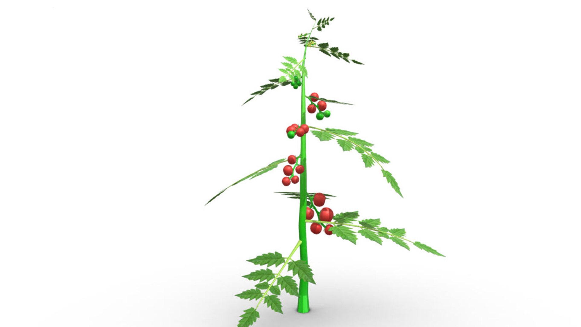 3D Tomato Tree - TurboSquid 2228934