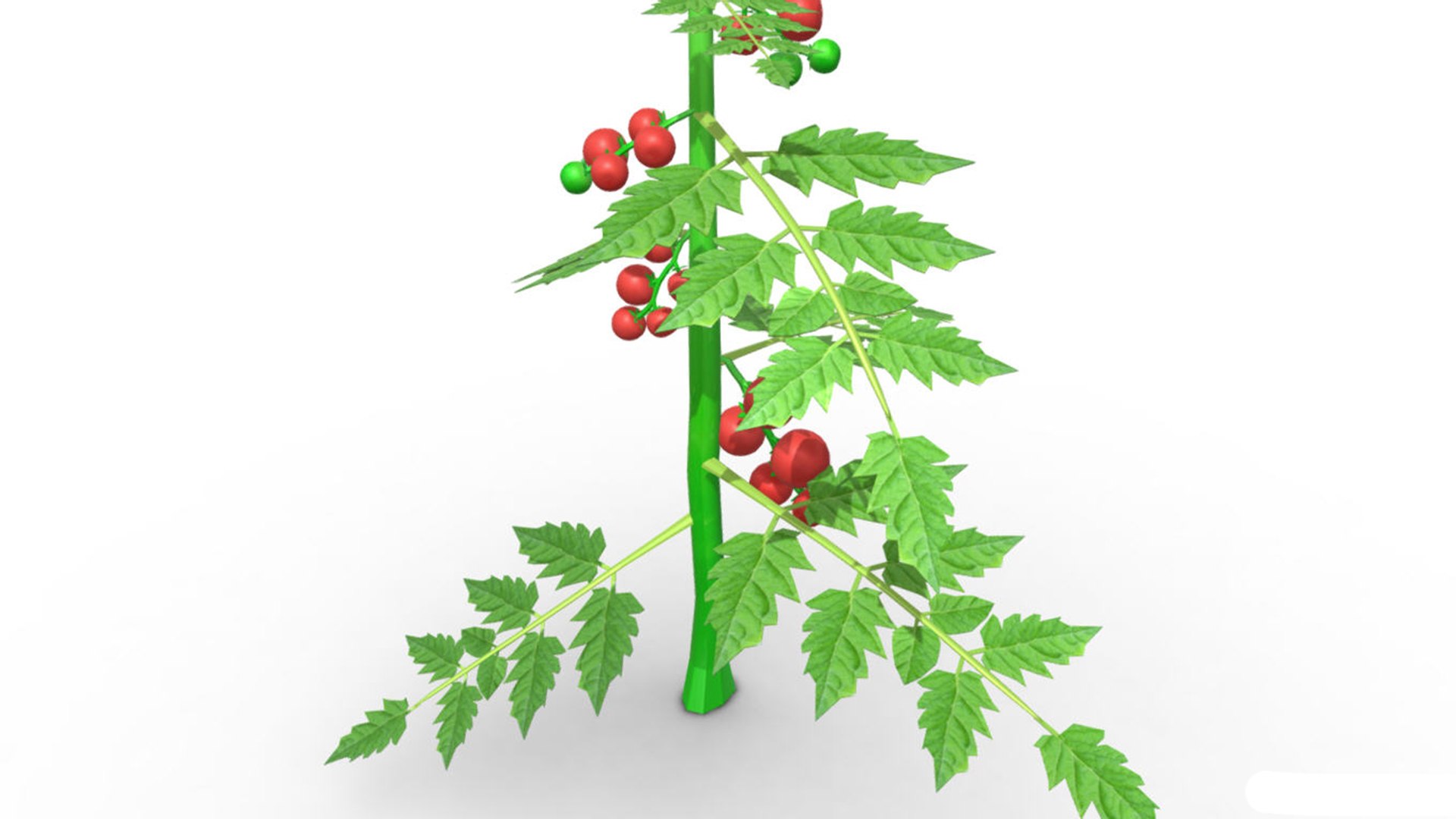 3D Tomato Tree - TurboSquid 2228934